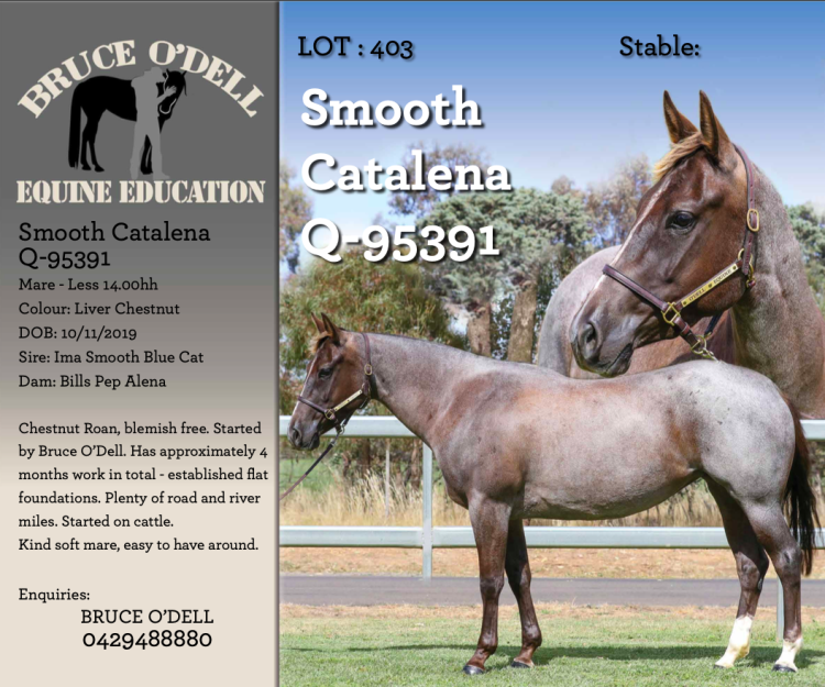 Lot 403 - SMOOTH CATALENA | AuctionsPlus