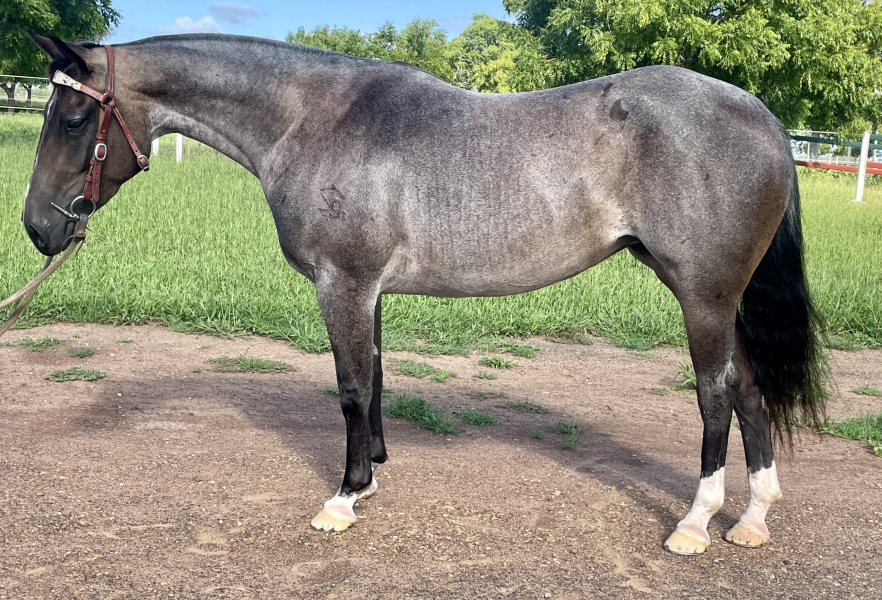 Lot 376 - CHECOTAH PEPTOS SATIN | AuctionsPlus