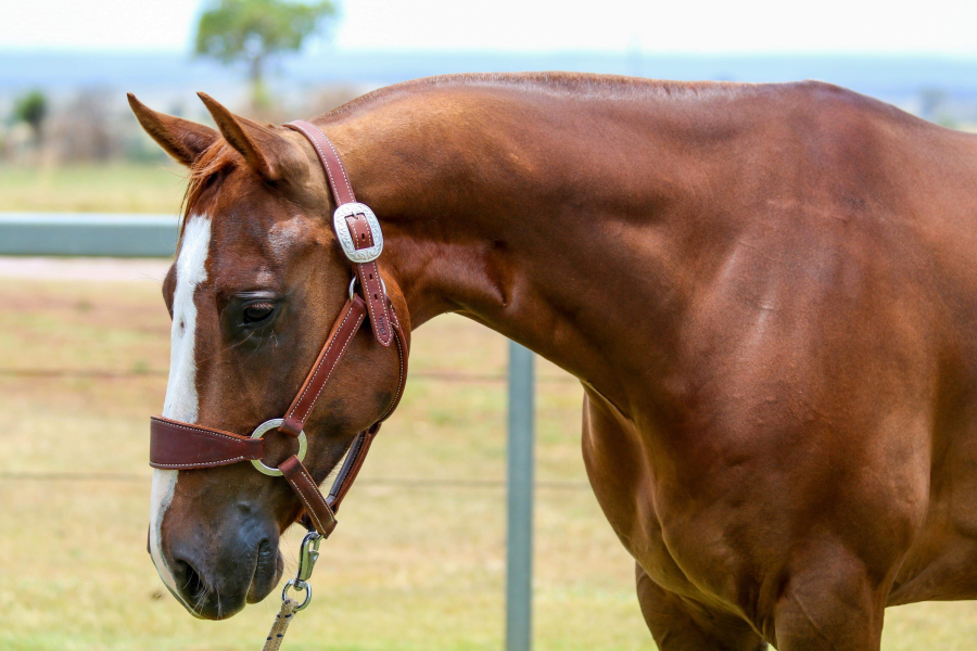 Lot 561 - SWEET CANDY MAN | AuctionsPlus