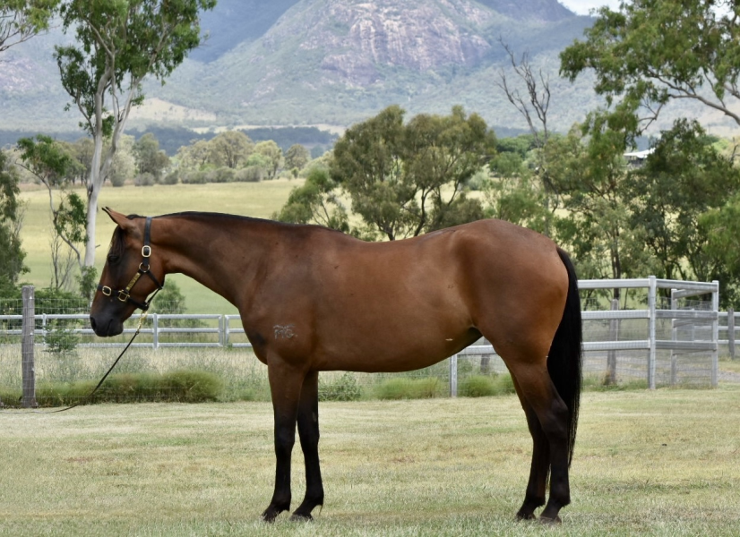 Lot 605 - CANTAUR PARK LILAC | AuctionsPlus