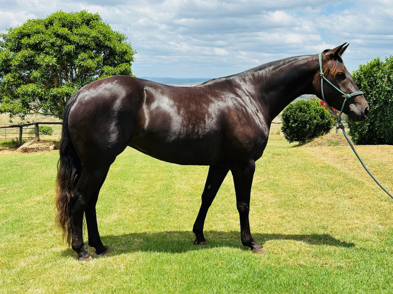 Lot 575 - SHORTY OAKIE CAT | AuctionsPlus