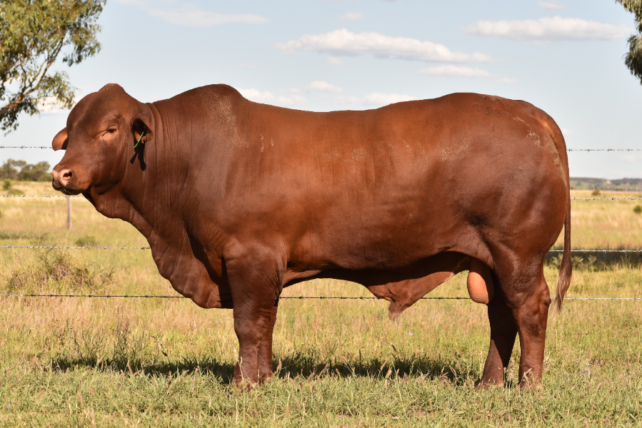 MUNGALLA MID-SUMMER BULL SALE - Auction 719 | AuctionsPlus