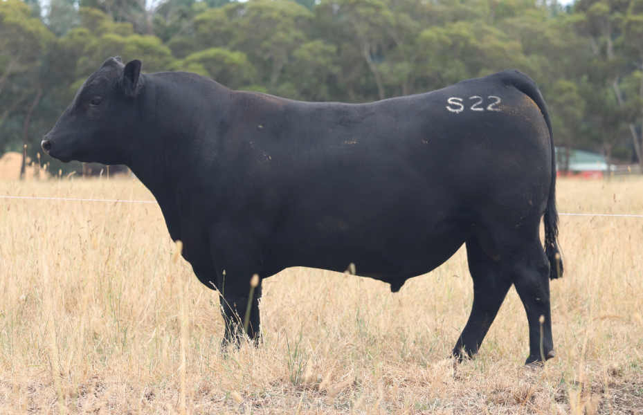 Lot 9 - LANARK STUNNER S22 | AuctionsPlus