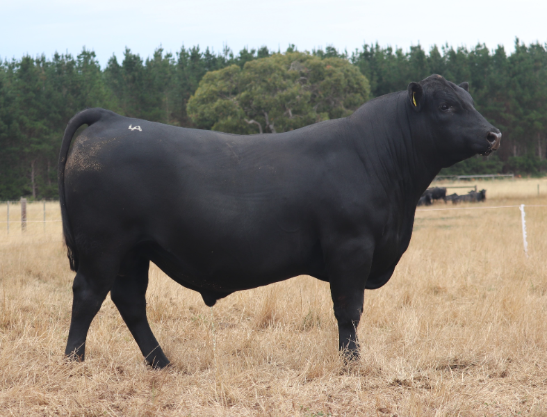 Lot 14 - LANARK SCOTCH & DRY S36 | AuctionsPlus