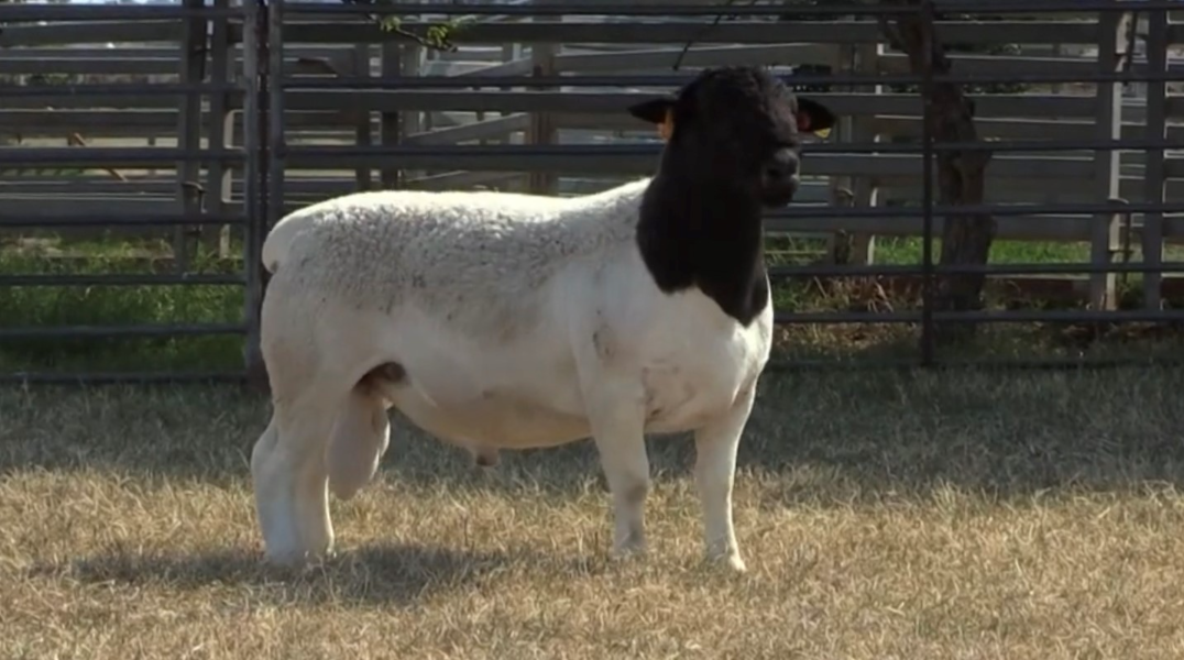 Lot 58 - ID: 210824 | AuctionsPlus