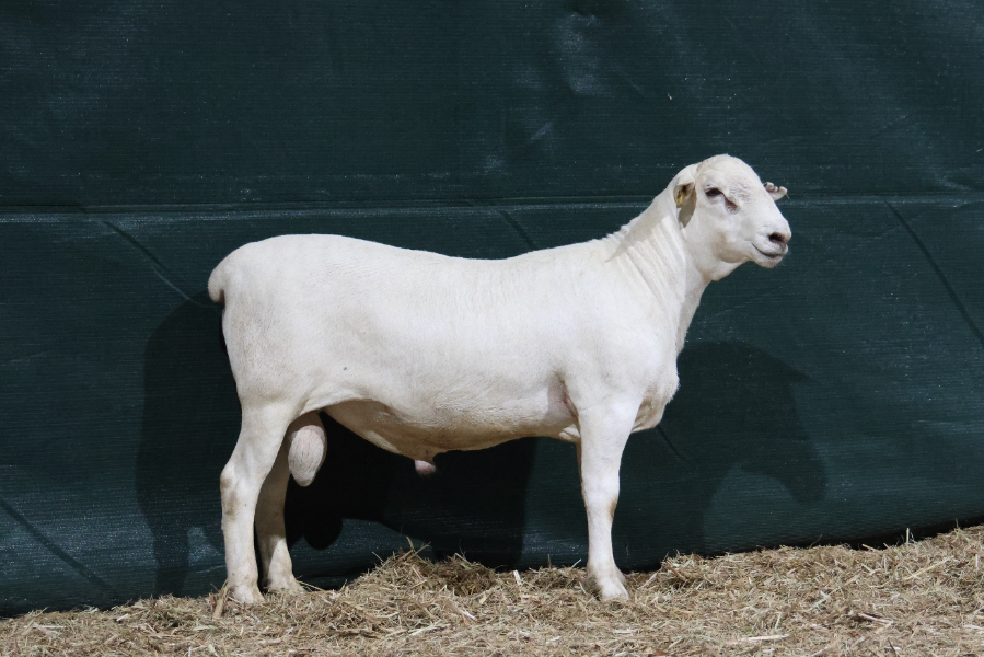 Lot 30 - Tag: 220374 | AuctionsPlus