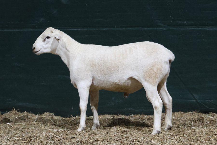 Lot 88 - Tag: 220445 | AuctionsPlus