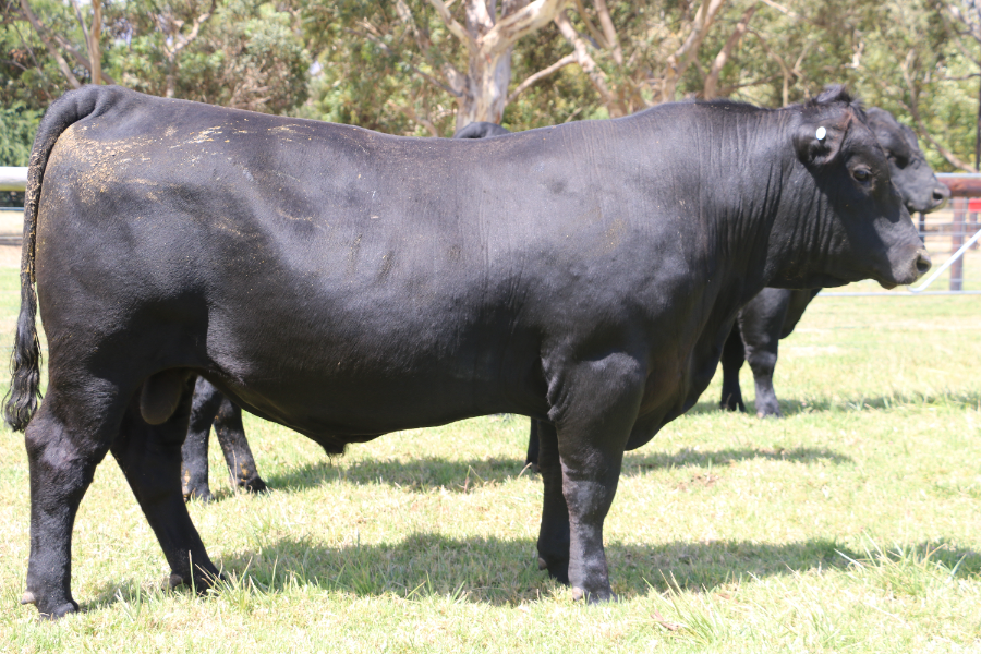 Lot 16 - Nampara S271 | AuctionsPlus