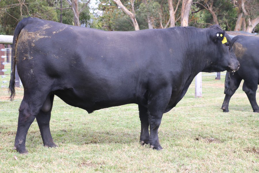 Lot 58 - Nampara S158 | AuctionsPlus