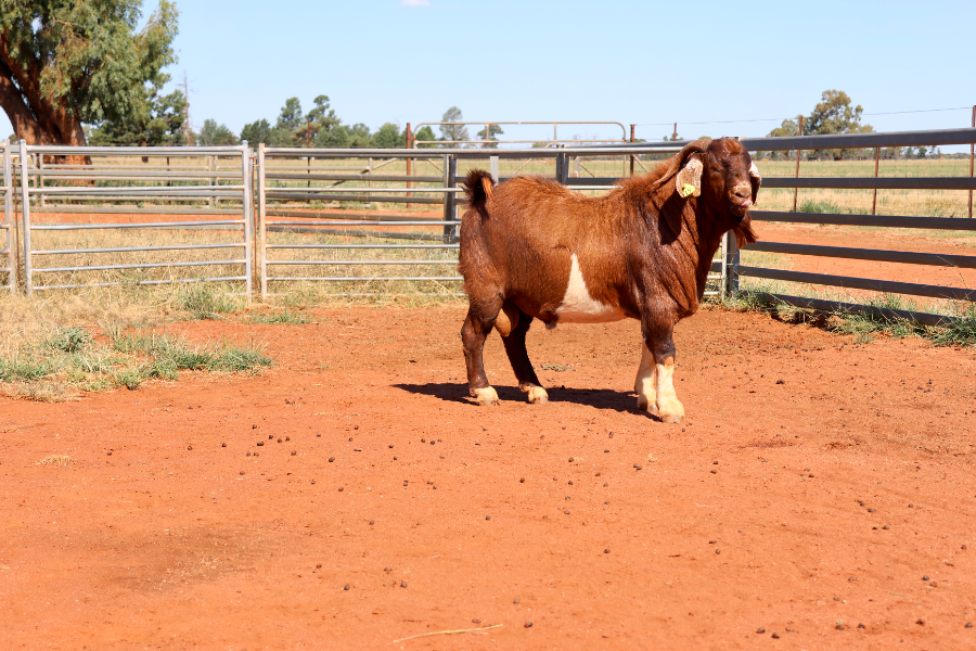 Lot 19 - Malleevale Buck | AuctionsPlus