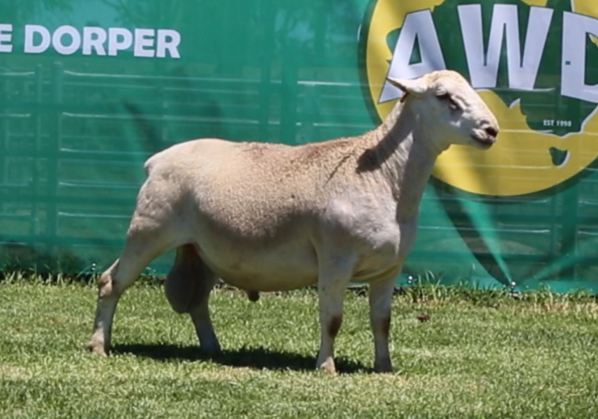 Lot 102 - Tag UW210577 | AuctionsPlus
