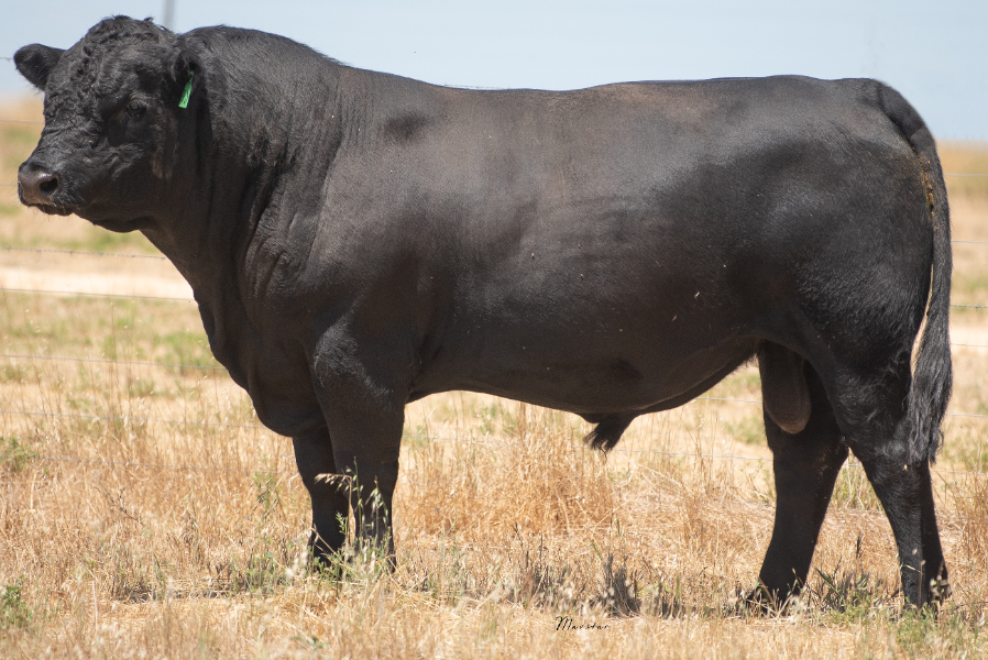 Lot 9 - DUCK ISLAND 21PRD | AuctionsPlus