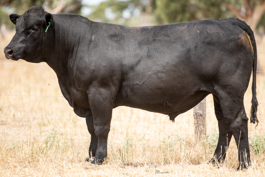 Lot 30 - DUCK ISLAND 21RAH | AuctionsPlus