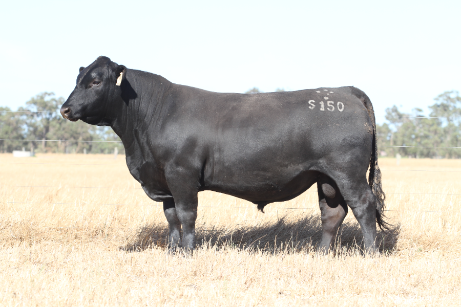 Lot 21 - BLACK MARKET ONE-FIDDY S150 | AuctionsPlus