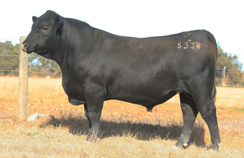 Lot 39 - BLACK MARKET POWER PLAY S338 | AuctionsPlus