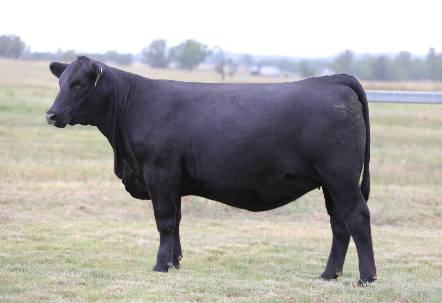 Lot 41 - DSK TEL HOT STUFF S116 | AuctionsPlus