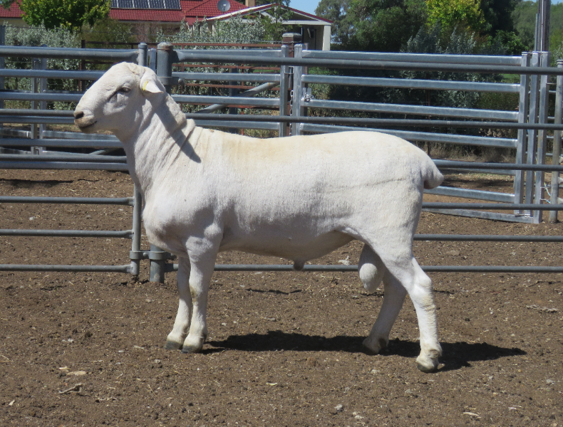 Lot 9 - Tag 21-0338 | AuctionsPlus