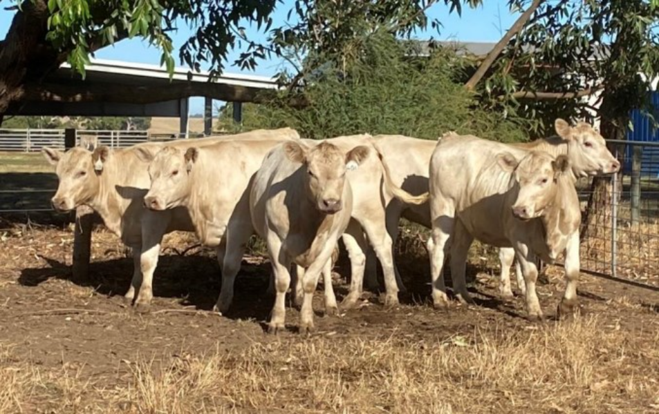 Lot 40A - 5 X COMMERCIAL HEIFERS | AuctionsPlus