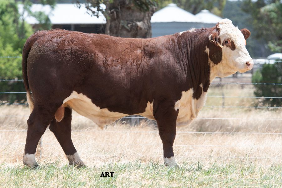 Lot 4 - GLENDAN PARK SUPER COOL S081 (AI) (PP) | AuctionsPlus