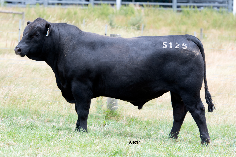 Lot 14A - ADAMELUCA STRINGER S125 | AuctionsPlus