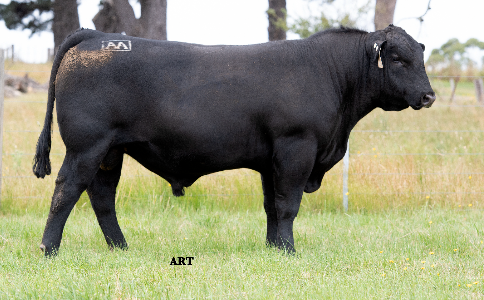 Lot 33A - ADAMELUCA SMOKEY S110 | AuctionsPlus