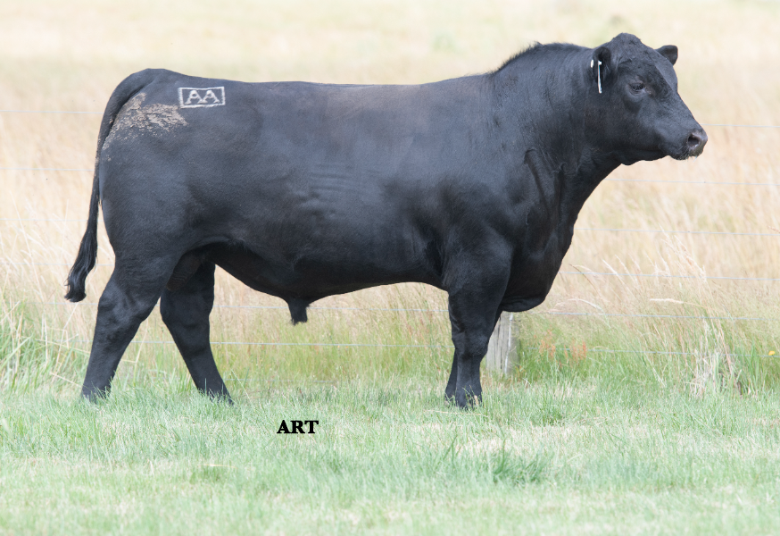 Lot 39A - ADAMELUCA SLUGGER S65 | AuctionsPlus