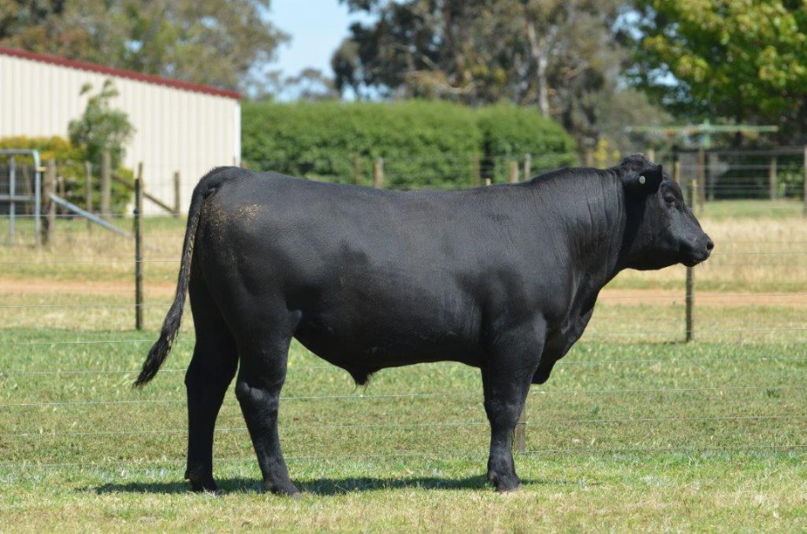 Lot 131 - BOONAROO NATIVE S352 | AuctionsPlus