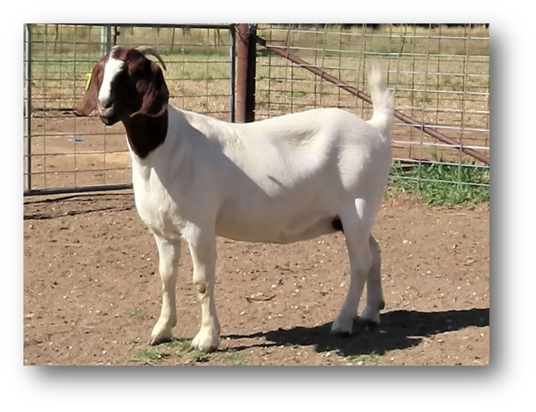 Lot 83 - Cleveland 052 | AuctionsPlus
