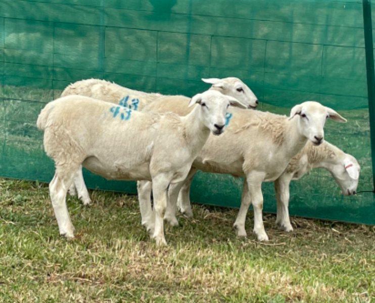 Lot 43 - 4 X STUD EWE LAMBS | AuctionsPlus