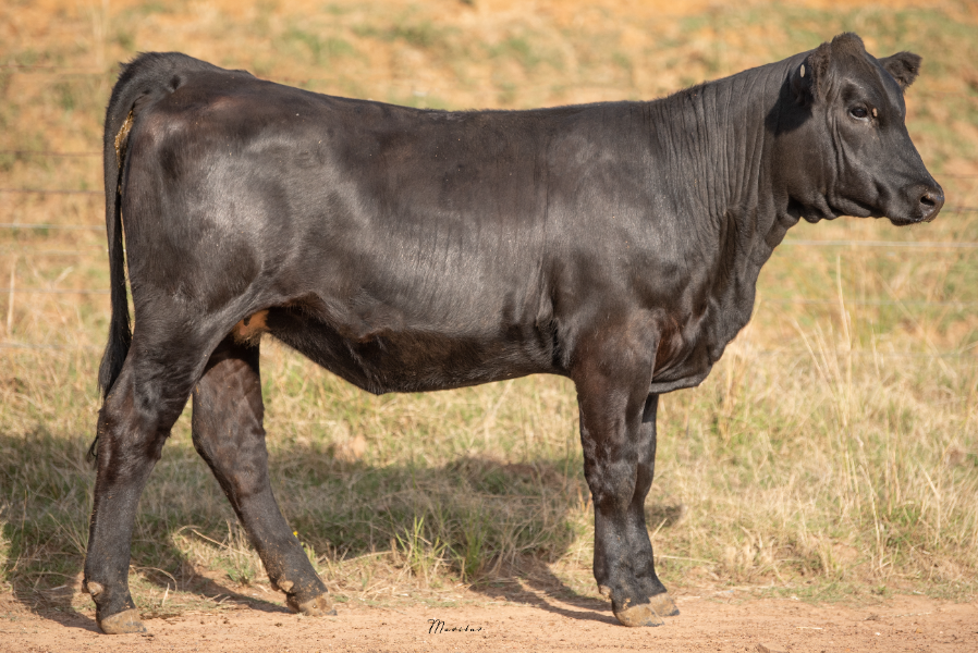 Lot 29 - ST PAULS Proc E433 Lucy S420 (PP) (ET) (AI) (B) | AuctionsPlus