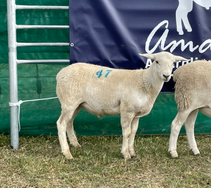 Lot 47 - Tag: AM 22059 | AuctionsPlus