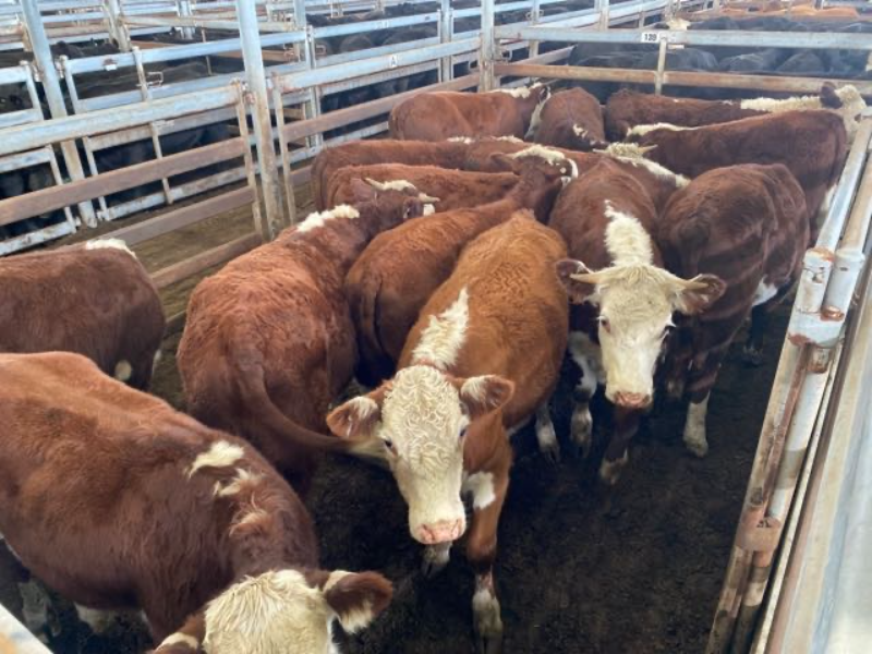 Pen 139-N - 14 Hereford Steer 316.8kg (Total 4435kg) | AuctionsPlus