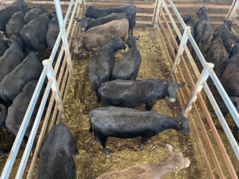 Pen 302-N - 9 Angus Weaner Heifers 322.2kg (Total 2900kg) | AuctionsPlus