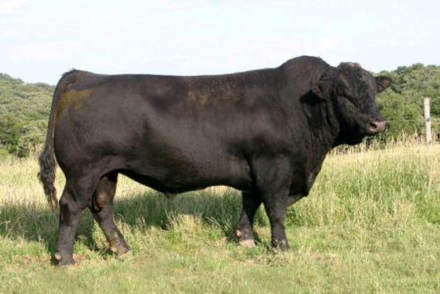Lot 62 - 5 X SRS RIGHT-ON 22R (P) (B) | AuctionsPlus