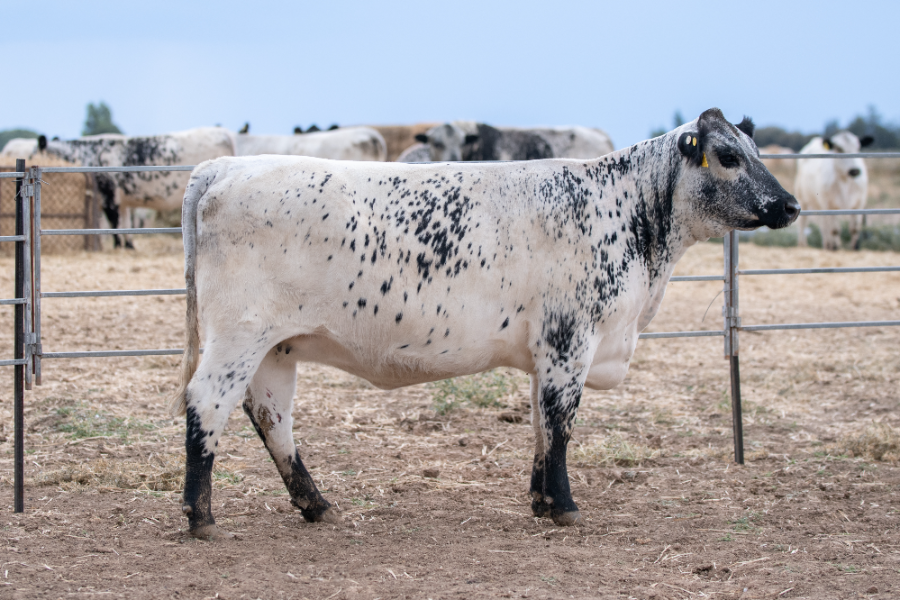 Lot 41 - KEIROSS ANGEL'S SECRET S29 | AuctionsPlus