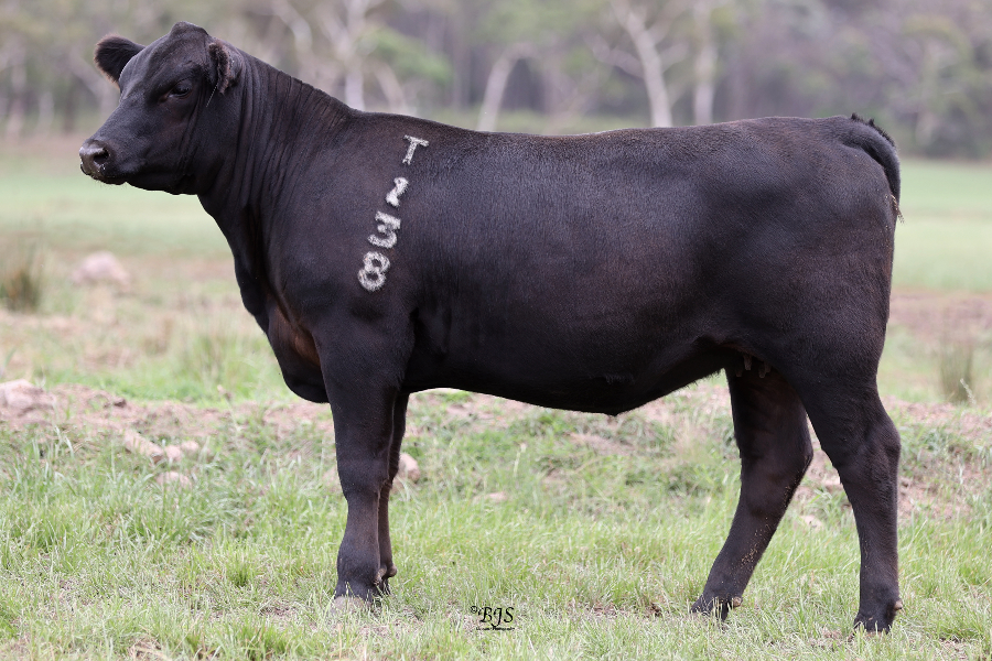 Lot 49 - CIRCLE 8 ROSEBUD T138 | AuctionsPlus
