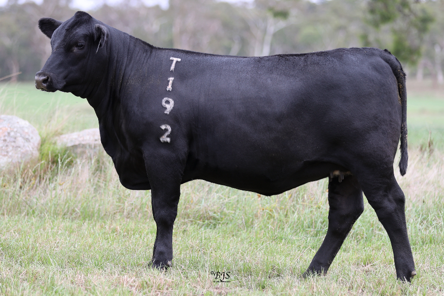 Lot 2 - CIRCLE 8 ROSEBUD T192 | AuctionsPlus