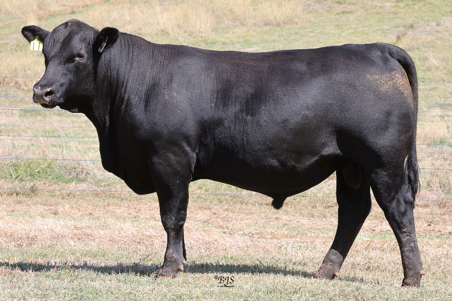 Lot 11 - KO L519 INTENSITY S165 | AuctionsPlus