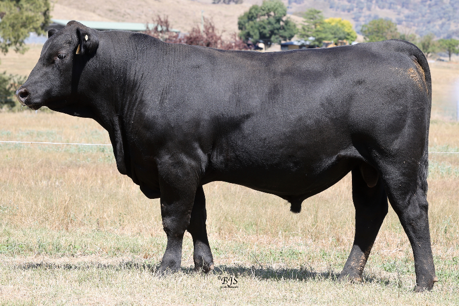 Lot 12 - KO L519 INTENSITY S166 | AuctionsPlus