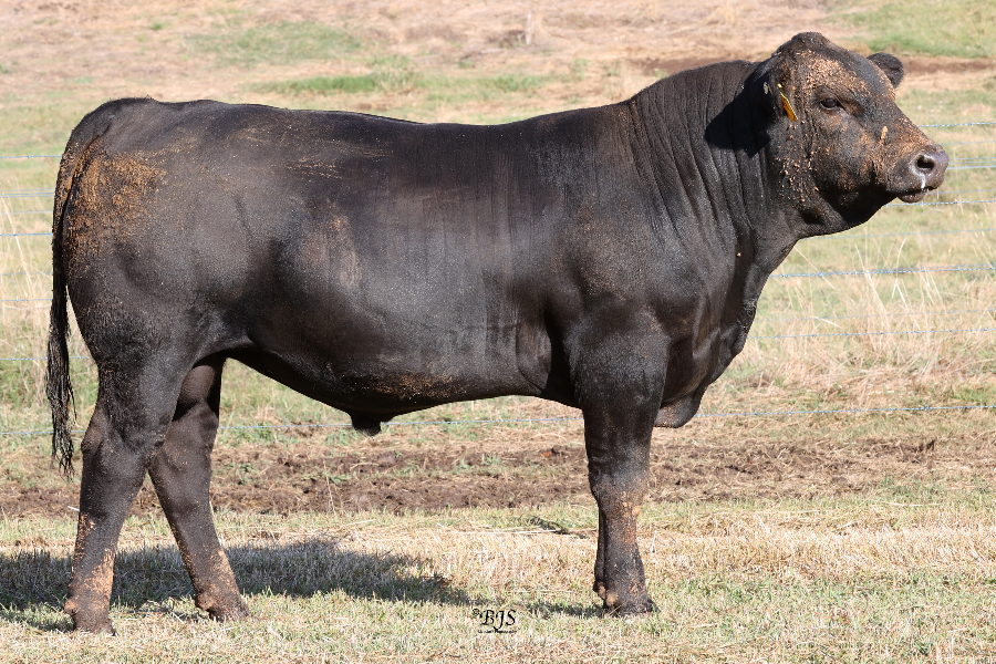 Lot 22 - KO P15 PARATROOPER T212 | AuctionsPlus