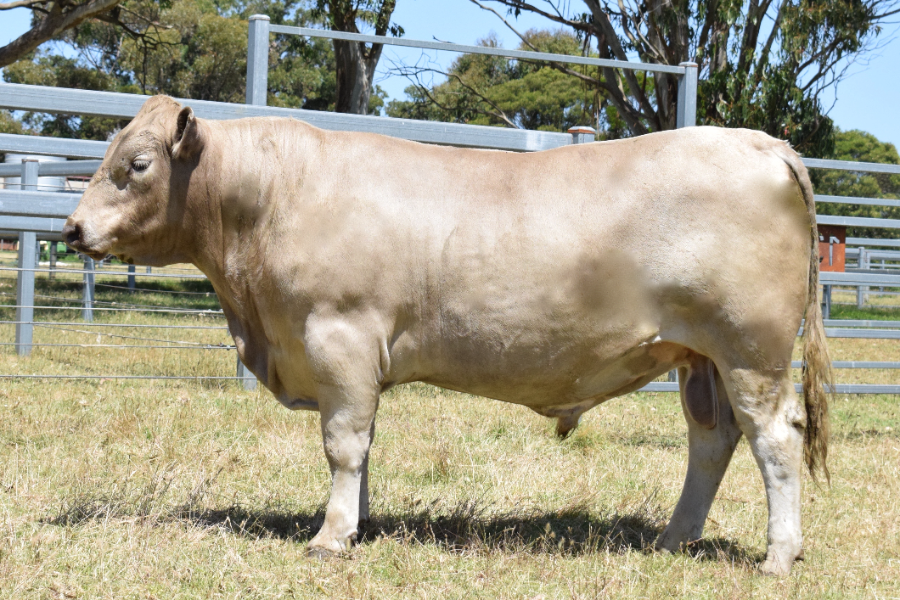 Lot 115 - MELALEUCA SOLAR S174 (PB) | AuctionsPlus