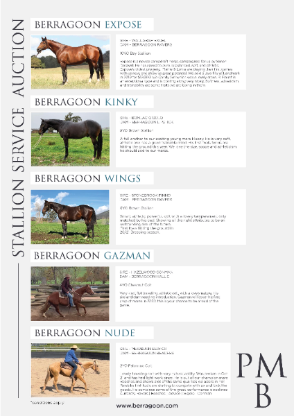 Lot 25 - Choice of Berragoon Stallion | AuctionsPlus
