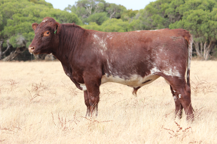 Pen 21B - Lot 22 - NARRALDA SIGGAR S172 (SFA) | AuctionsPlus