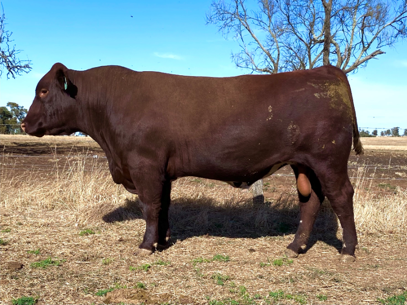 Lot 7 - CASKIEBEN SKYSTHE S46 | AuctionsPlus