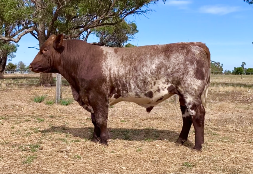 Lot 41 - CASKIEBEN QUANTUM S53 | AuctionsPlus