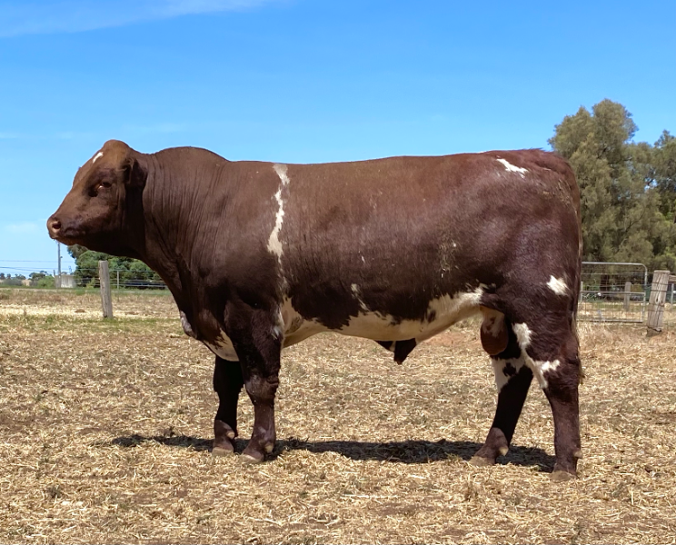 Lot 42 - CASKIEBEN OLYMPUS S01 | AuctionsPlus
