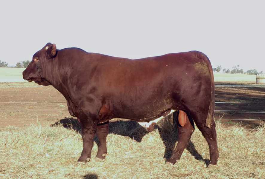 Lot 43 - CASKIEBEN WANDERER S74 | AuctionsPlus