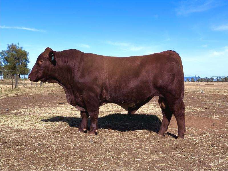 Lot 44 - CASKIEBEN WOOMERA S76 | AuctionsPlus