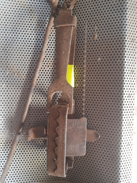 Lot 114 - RABBIT TRAP - REGAL | AuctionsPlus