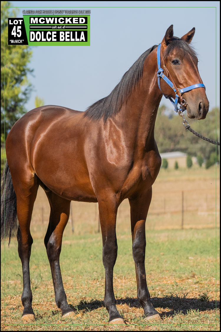 Lot 45 - 2021 Colt out of DOLCE BELLA | AuctionsPlus